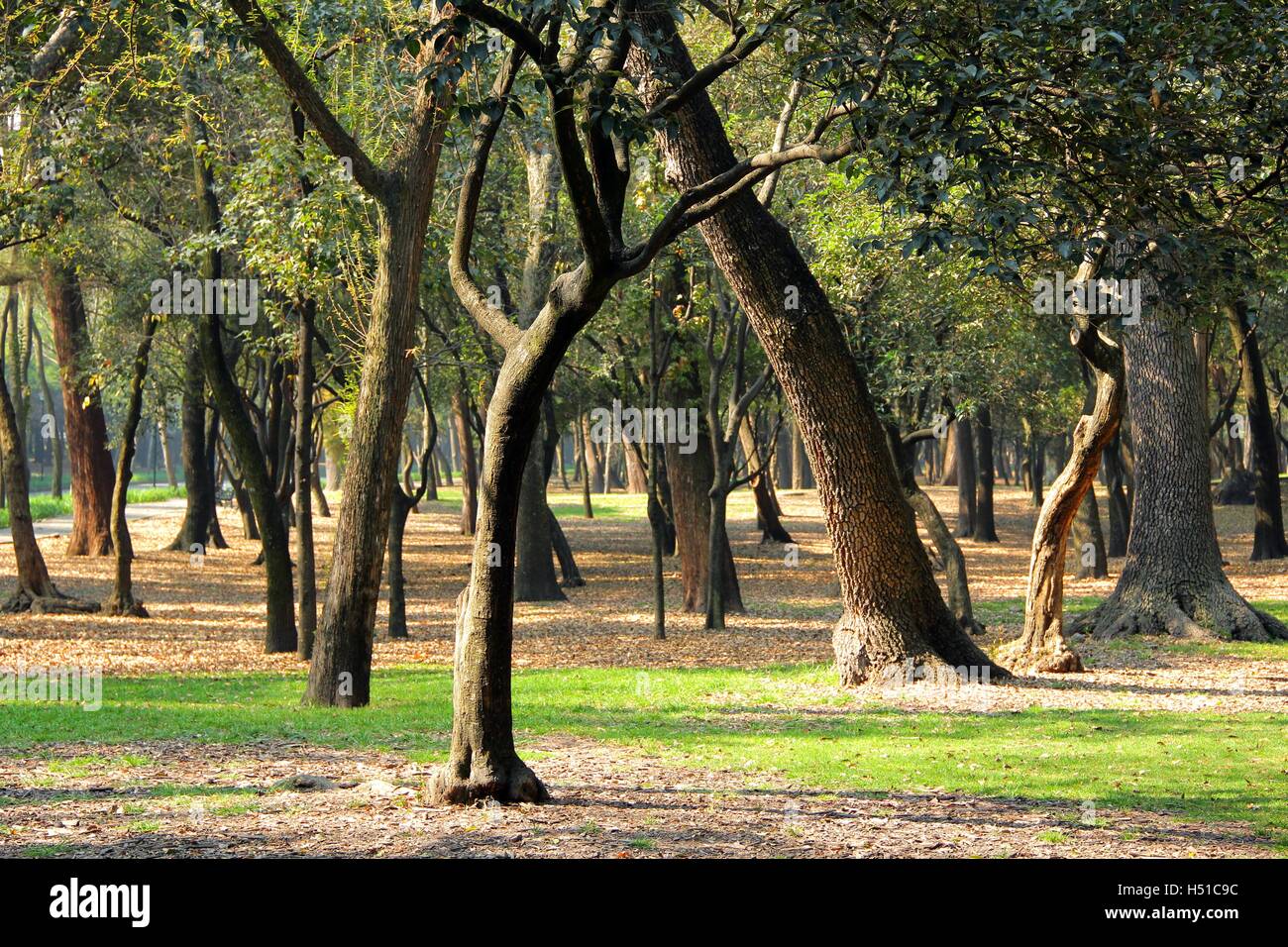 Chapultepec Trees High Resolution Stock Photography and Images - Alamy