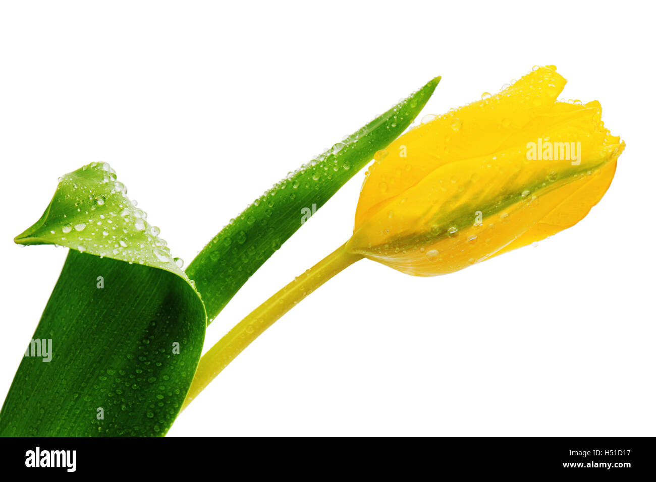 One yellow tulip flower isolated on white Stock Photo - Alamy