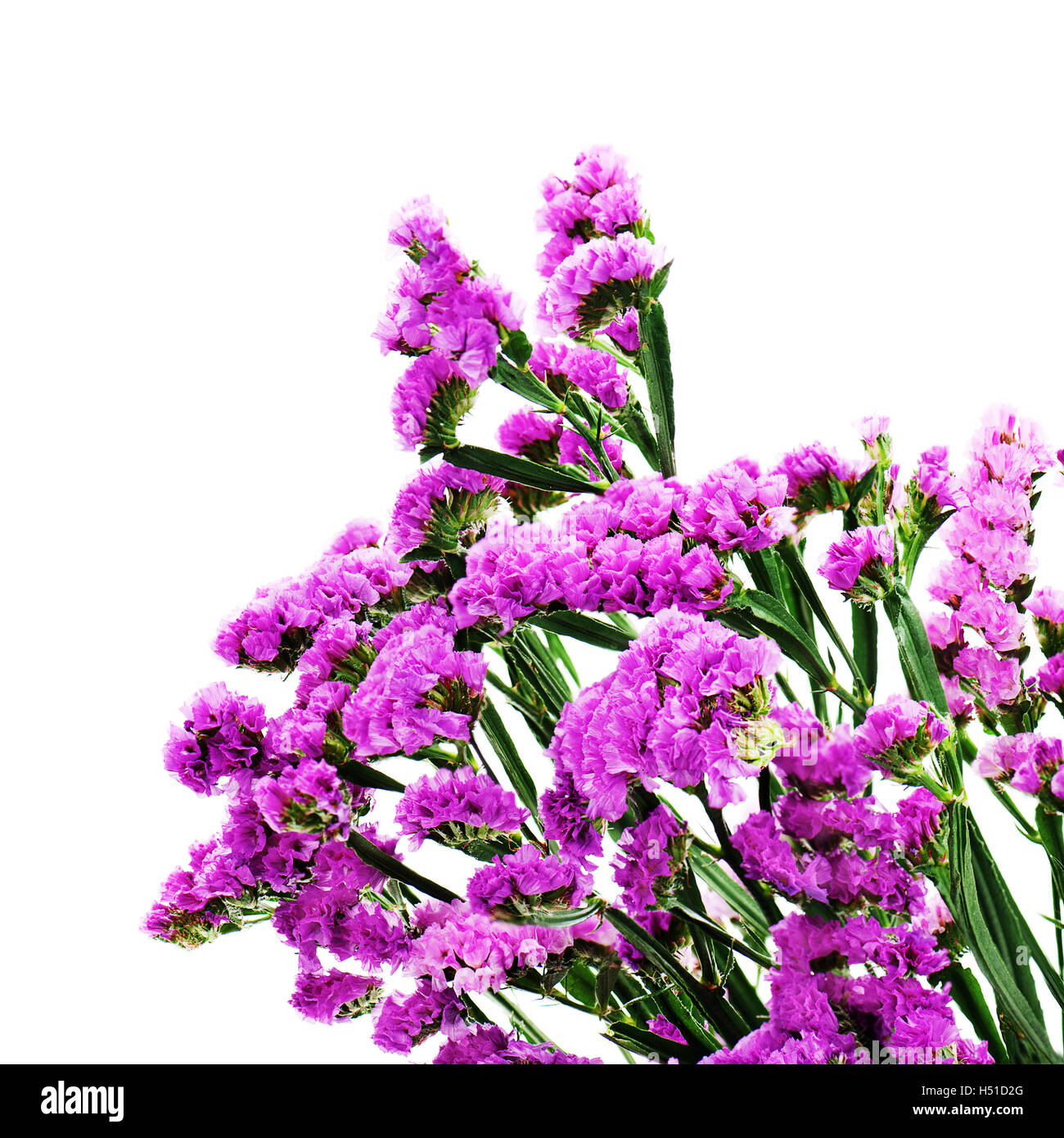 Bouquet from purple statice flowers arrangement centerpiece isolated on ...