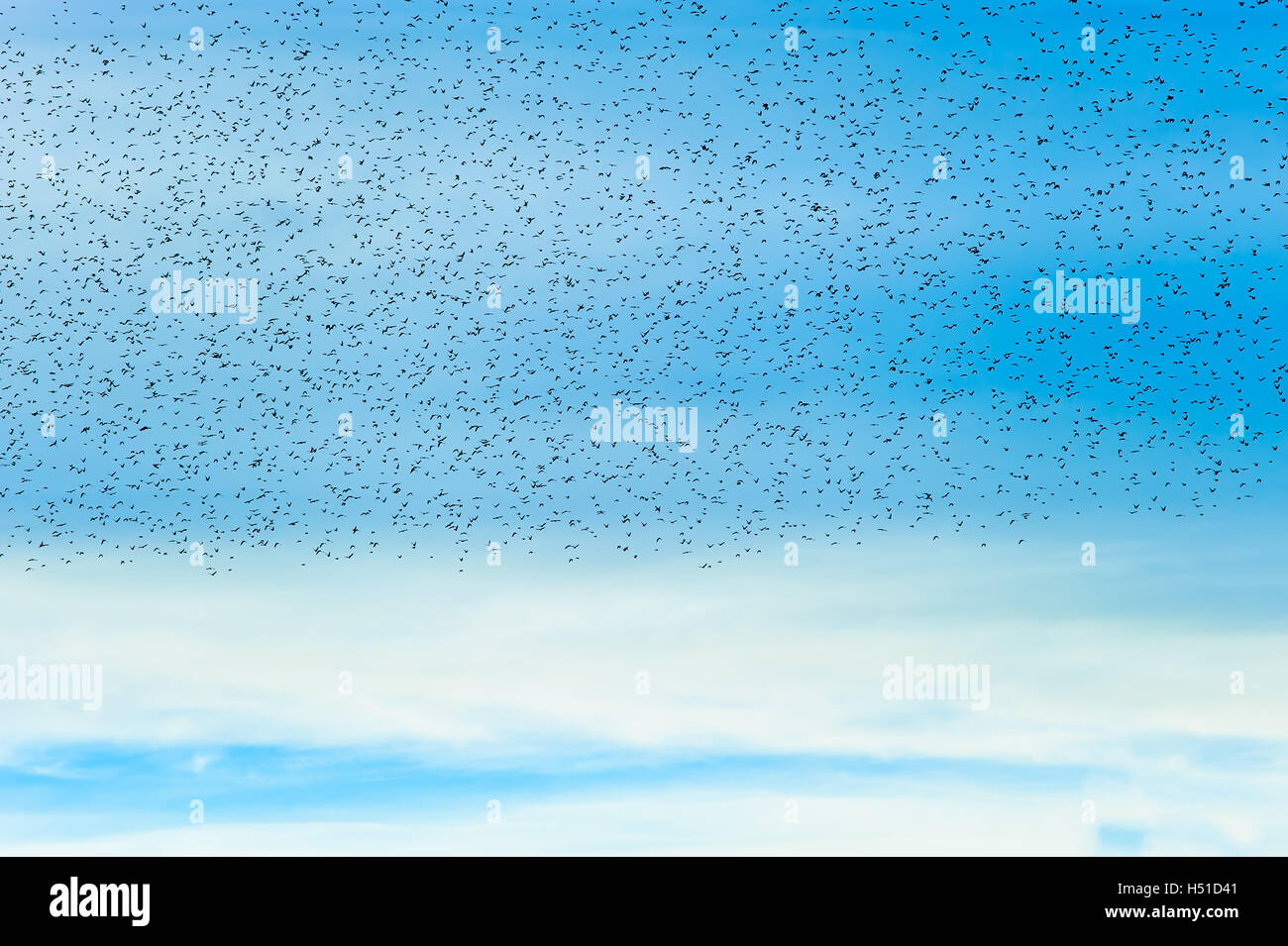 Flock of many birds hi-res stock photography and images - Alamy