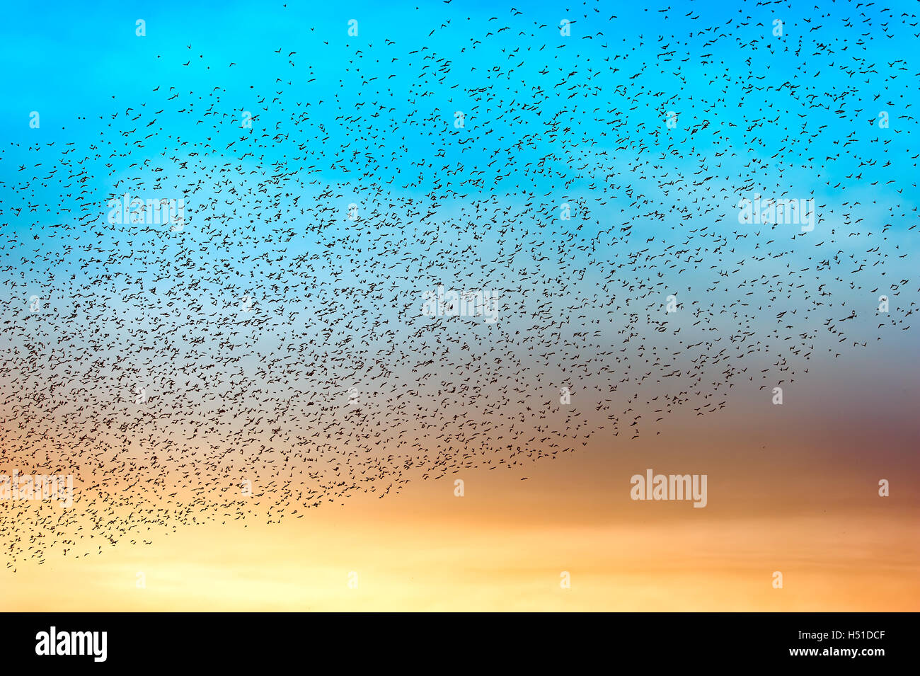 Flock of many birds hi-res stock photography and images - Alamy