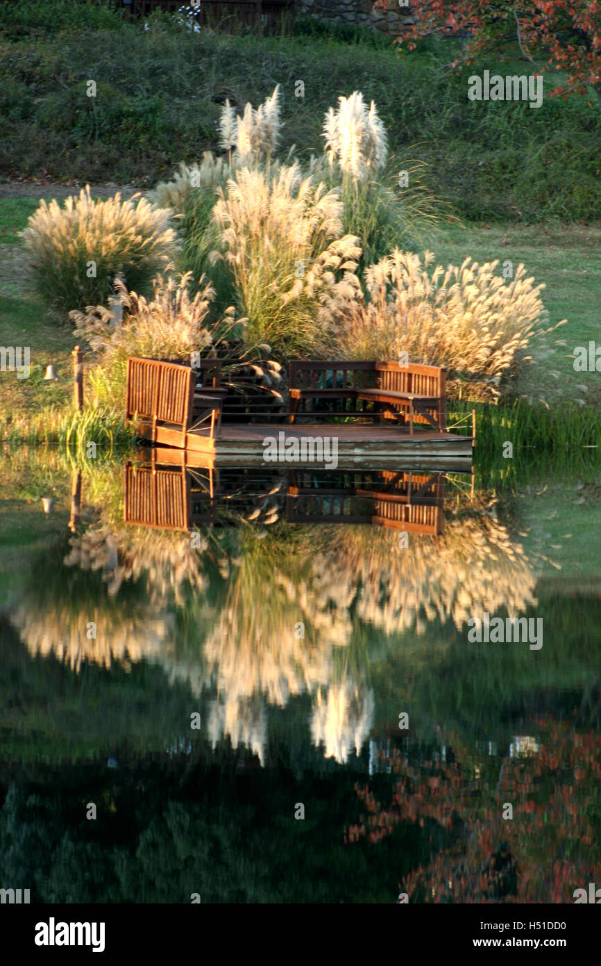 Reflections of reeds in the lake in the fall Stock Photo - Alamy