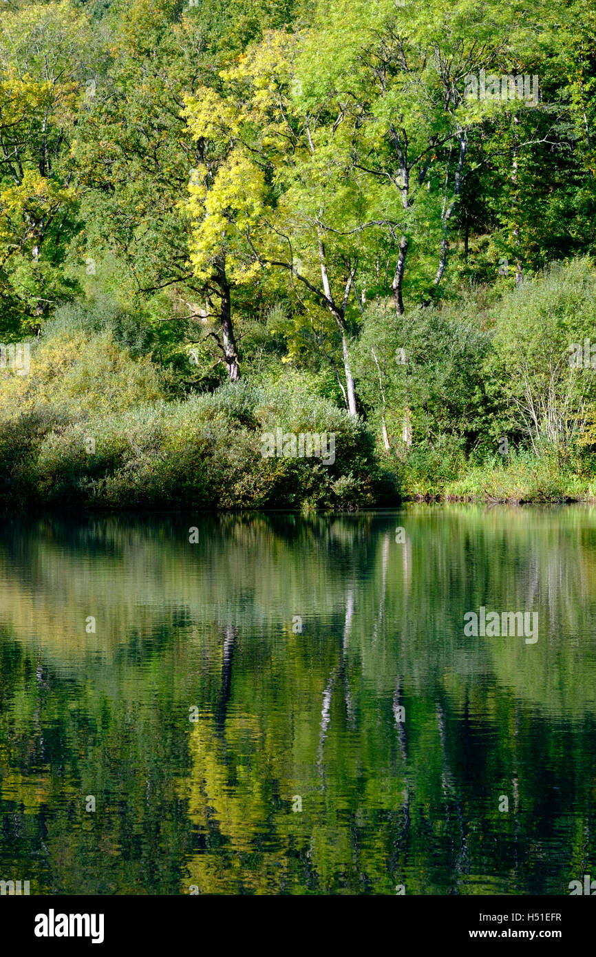 Green trees reflected in a fishing lake in autumn Stock Photo - Alamy