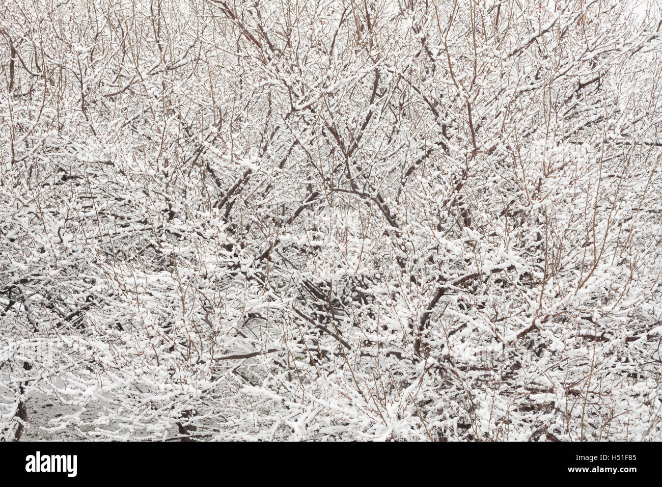Winter Snow Covered Trees Stock Photo - Alamy