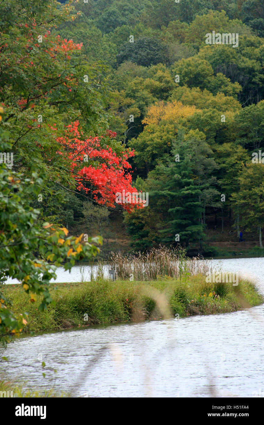 Parkway forest hi-res stock photography and images - Alamy