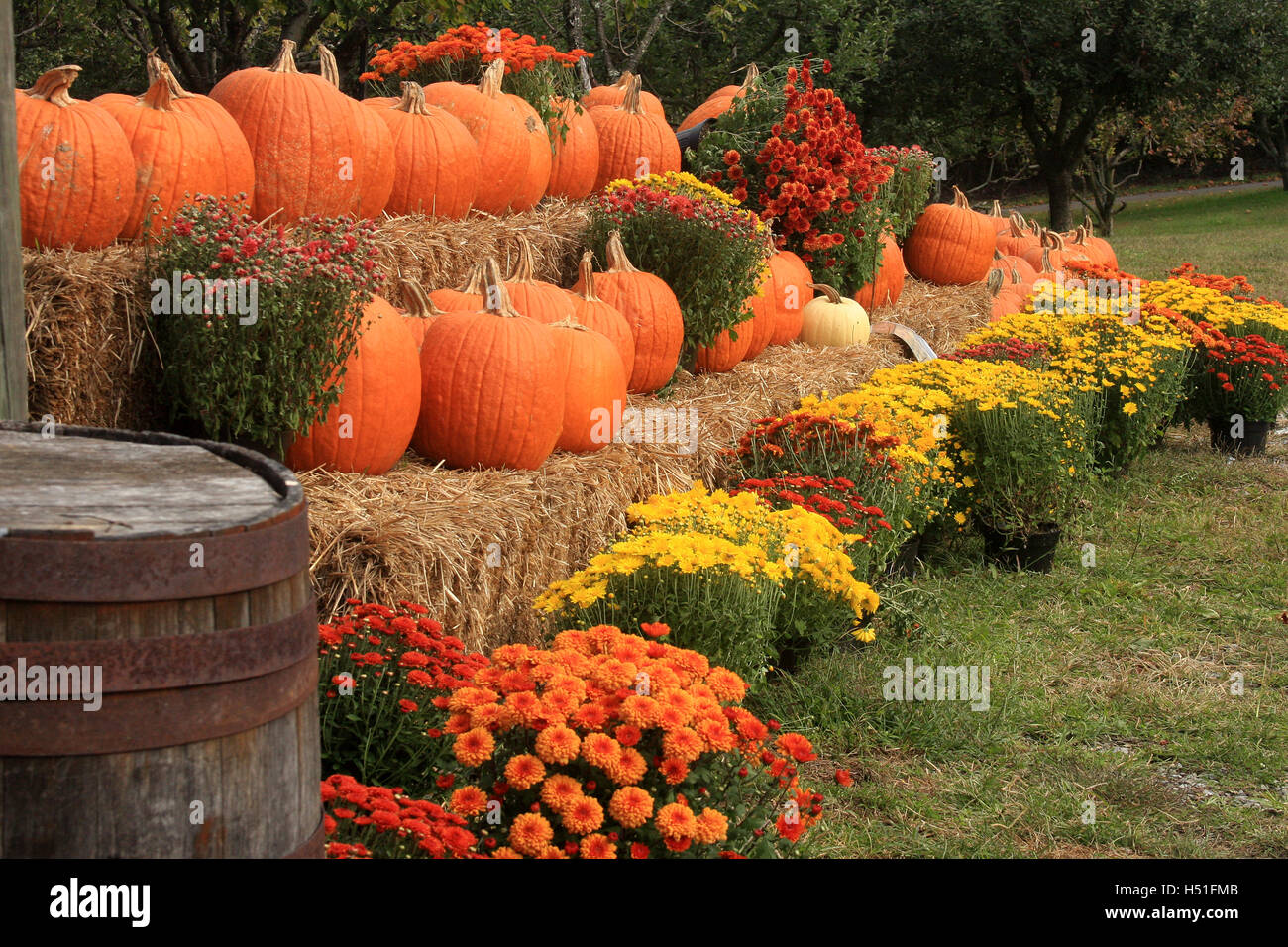 Pumpkins and mums hi-res stock photography and images - Alamy