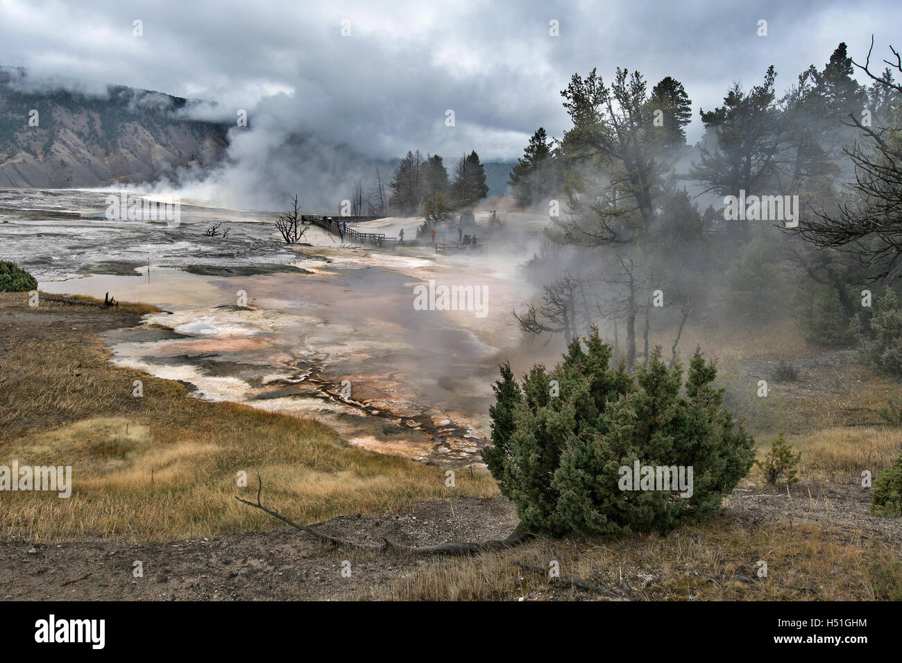 Yellowstone NP, Wyoming, Mammoth Hot Springs, Grassy Spring Stock Photo ...
