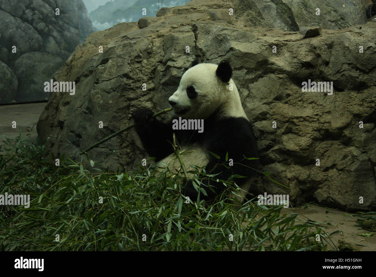 Panda chilling out and eating bamboo against a rock in Washington Zoo ...
