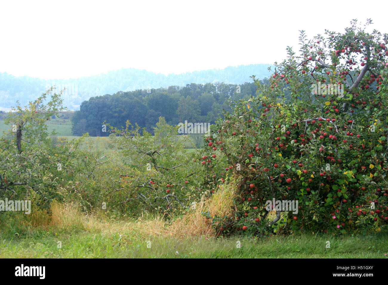 View of an apple orchard in Virginia, USA Stock Photo - Alamy