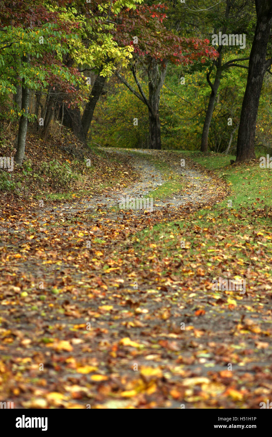 Path in autumn, with dry leaves falling from trees Stock Photo - Alamy