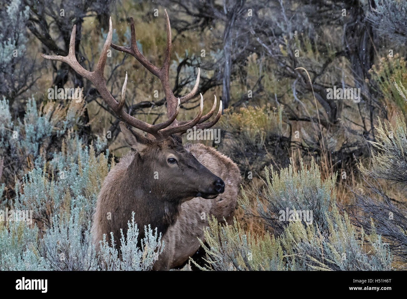Wapiti cervus elaphus canadensis hi-res stock photography and images ...
