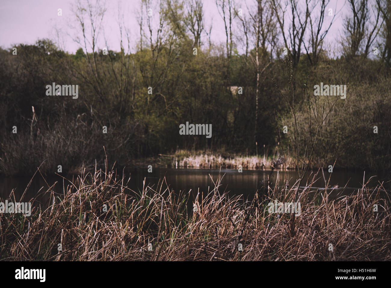 Rushes along a river bank in the Chilterns, England Vintage Retro ...