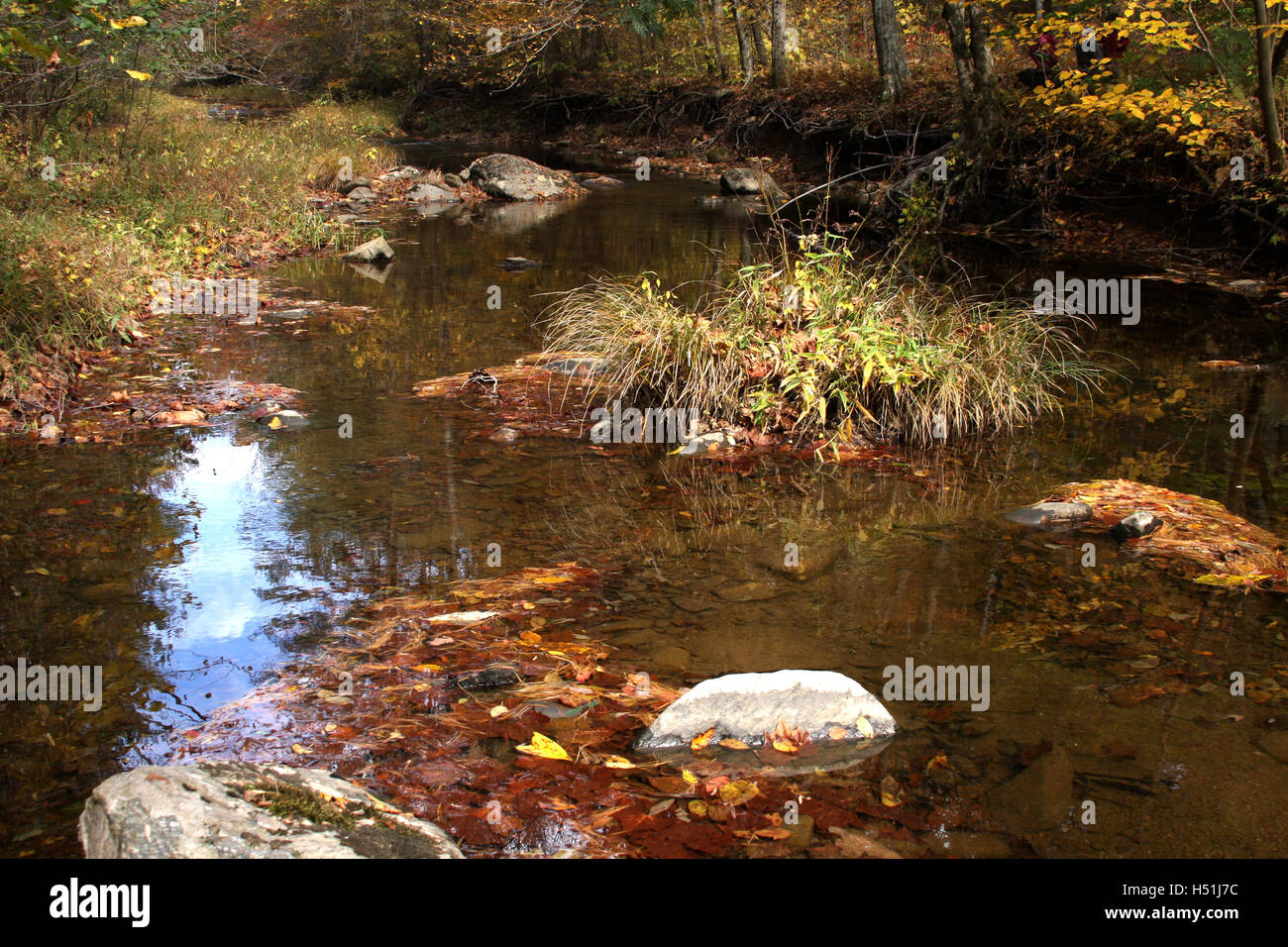 Mountain stream through rocks, into the woods, in autumn Stock Photo ...