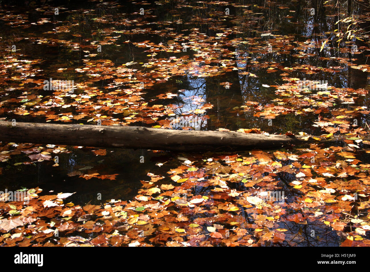 Floating trunks hi-res stock photography and images - Alamy