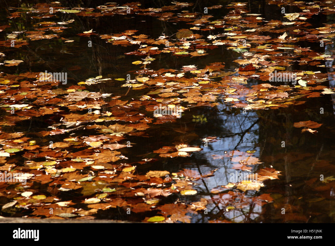Dry leaves floating on the surface of a pond Stock Photo - Alamy