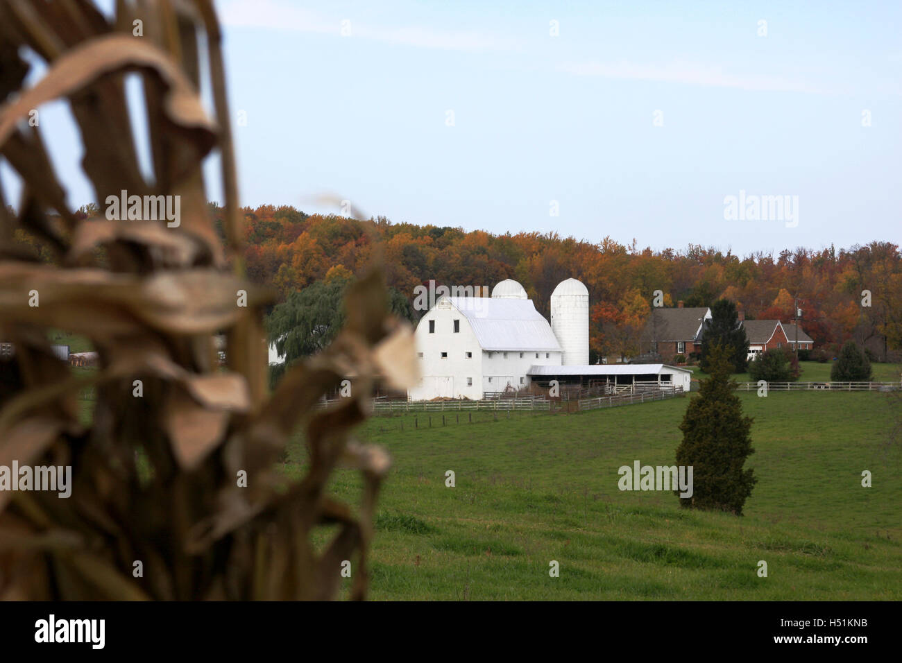 View of white barn with silos on farm in rural Virginia Stock Photo - Alamy