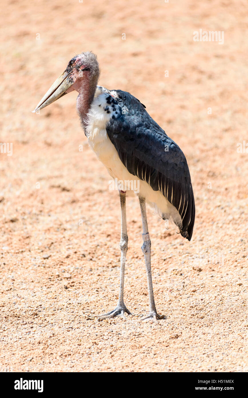 African bird stork marabou hi-res stock photography and images - Alamy
