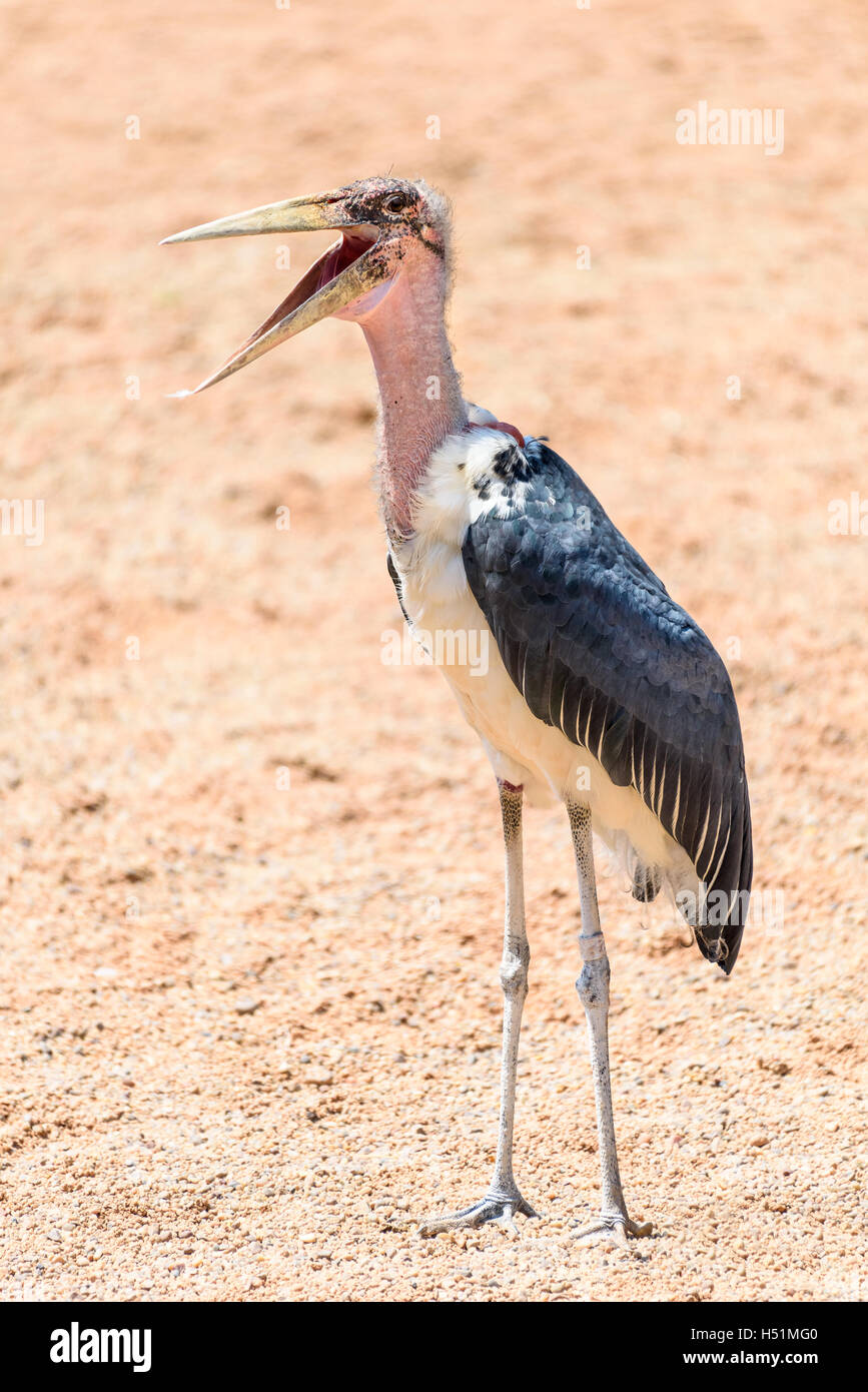 Marabou Stork Bird In Africa Stock Photo - Alamy