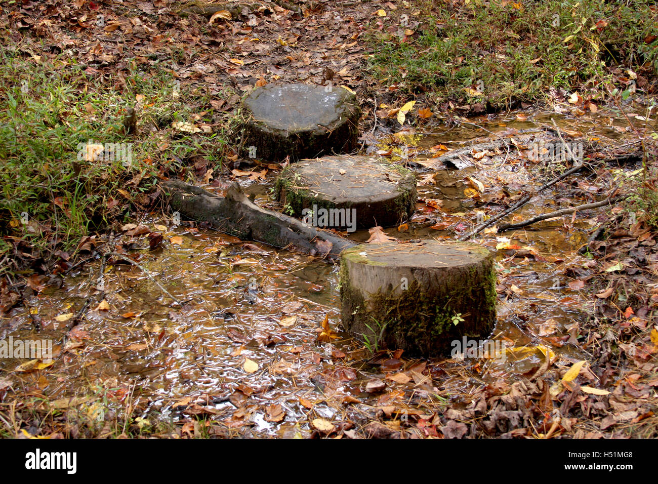 Tree stump stepping stones hi-res stock photography and images - Alamy