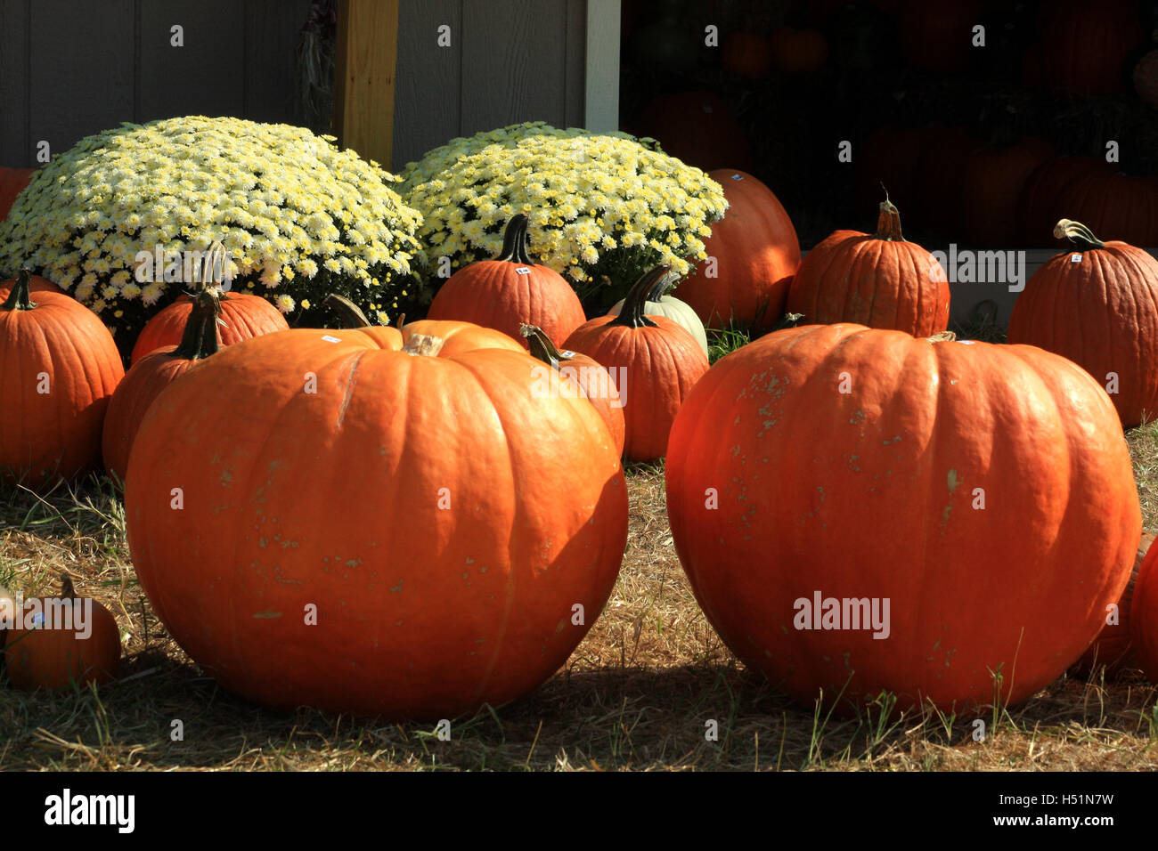 Pumpkins and mums for sale at farm Stock Photo - Alamy