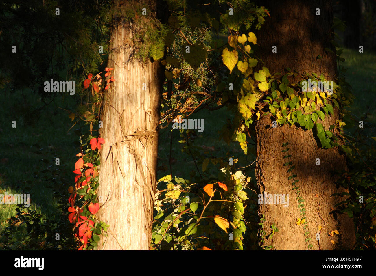 Plants growing on fallen tree hi-res stock photography and images - Alamy