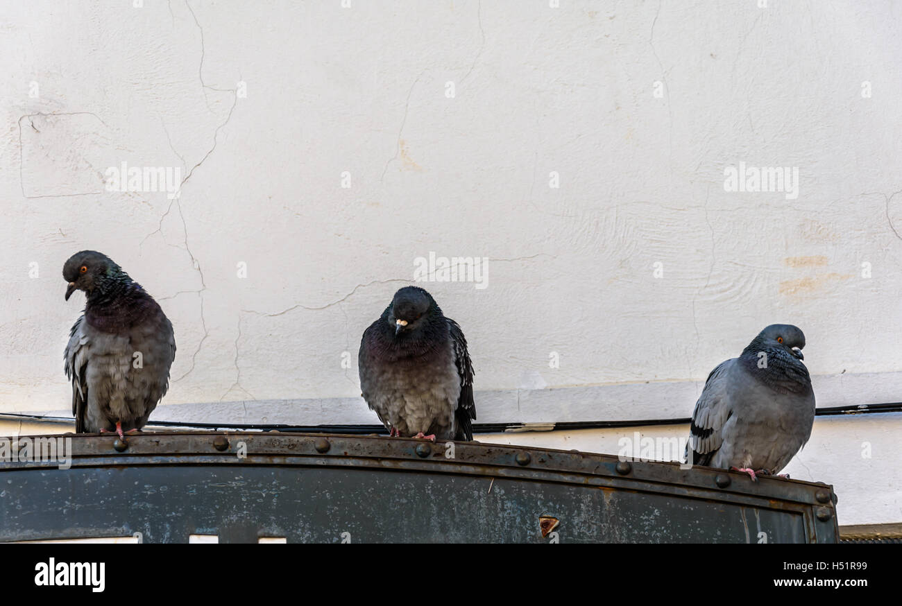 Pigeons trying to warm up after a cold day Stock Photo - Alamy