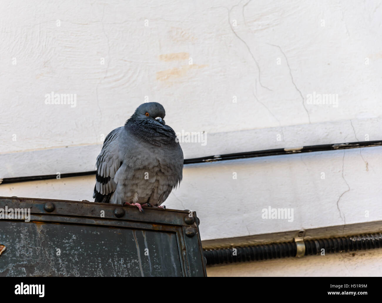 Pigeon trying to warm up after a cold day Stock Photo - Alamy