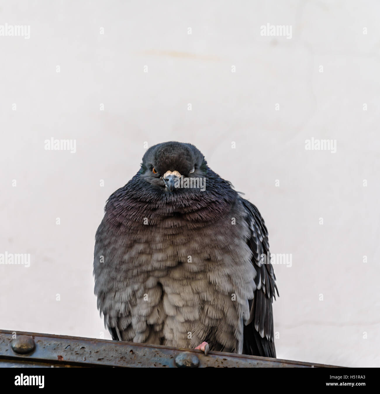 Pigeon trying to warm up after a cold day Stock Photo - Alamy