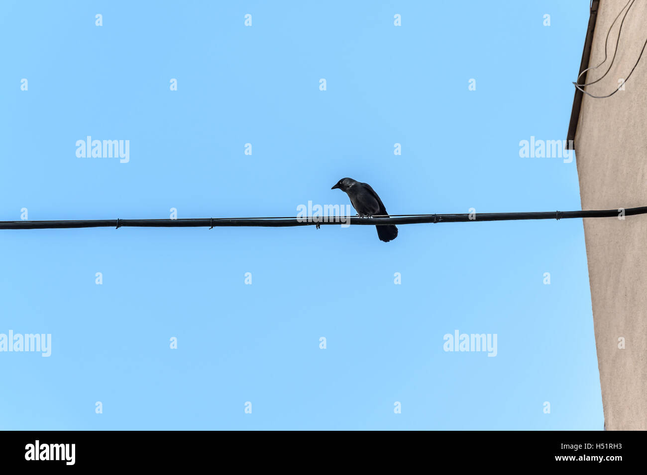 Raven stands on the cable Stock Photo - Alamy