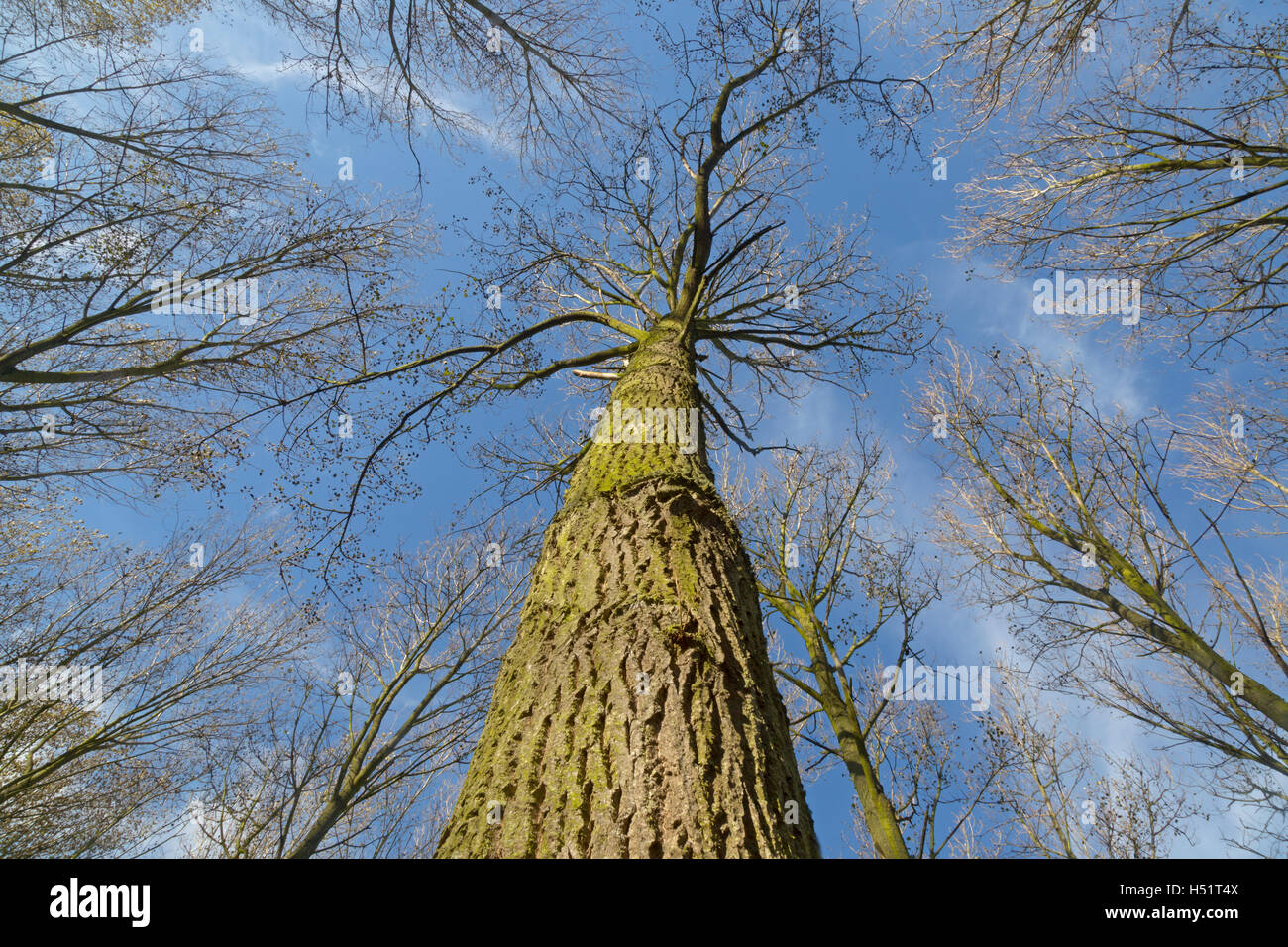 Poplar Tree Populus X euramericana hybrid used for match production and ...