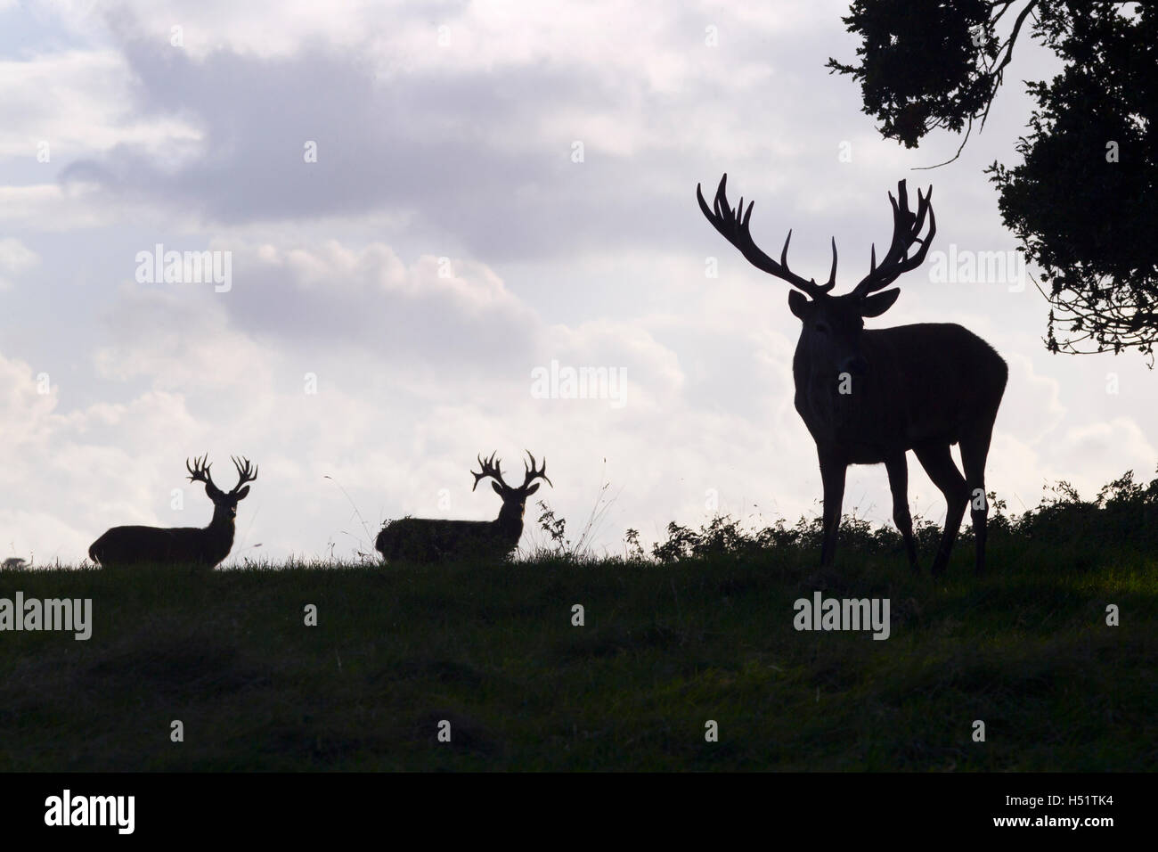 Red Deer in Holkham park Norfolk Stock Photo - Alamy