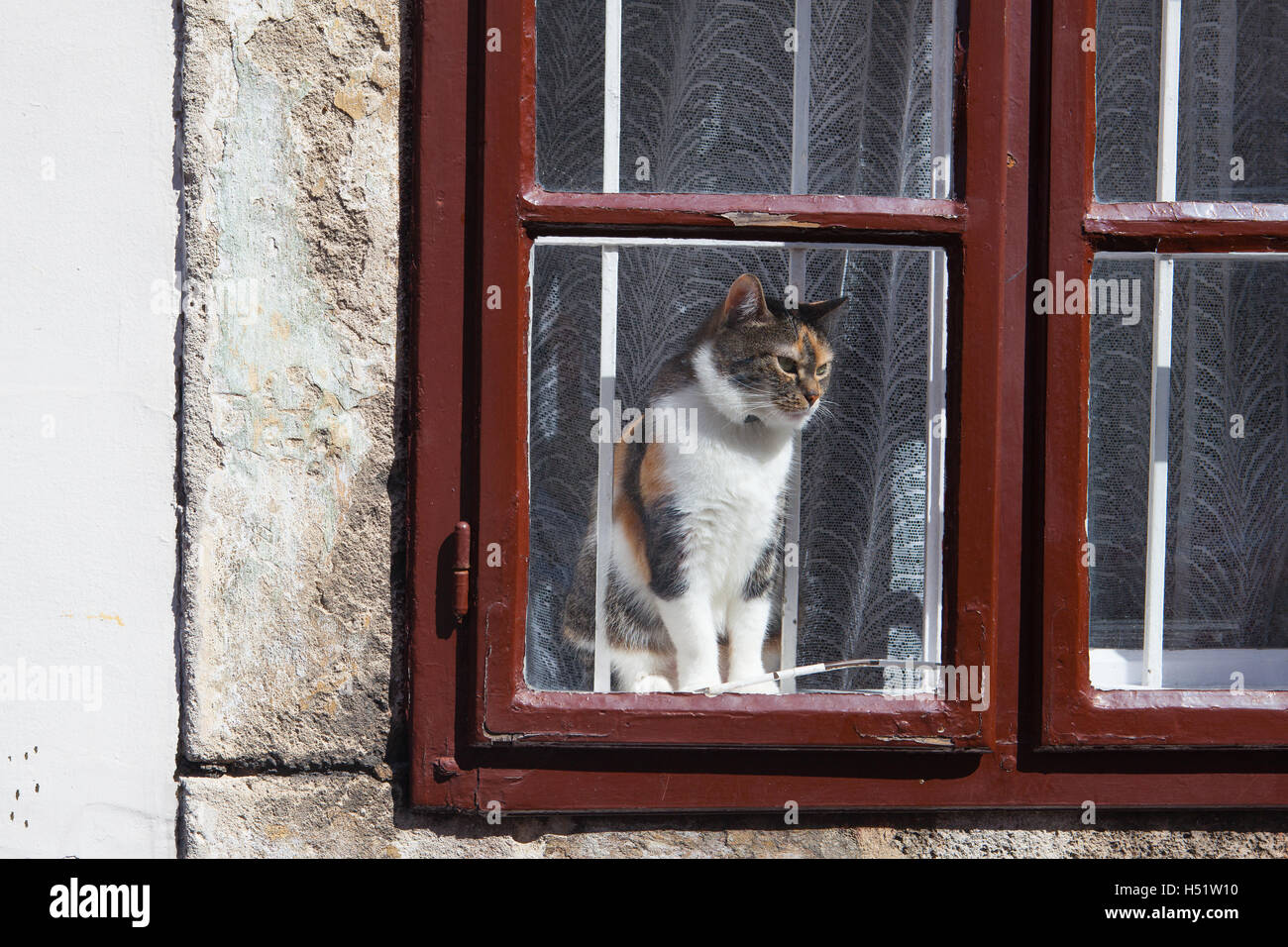 Cat looking outside through the red window Stock Photo - Alamy