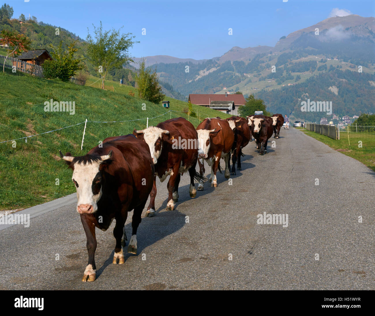Abondance Cattle Stock Photos & Abondance Cattle Stock Images - Alamy
