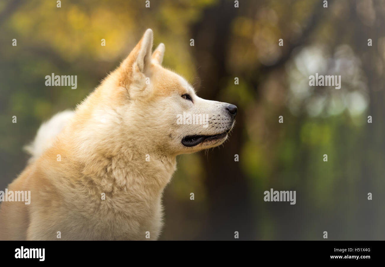 Akita Inu at the autumn forest Stock Photo - Alamy