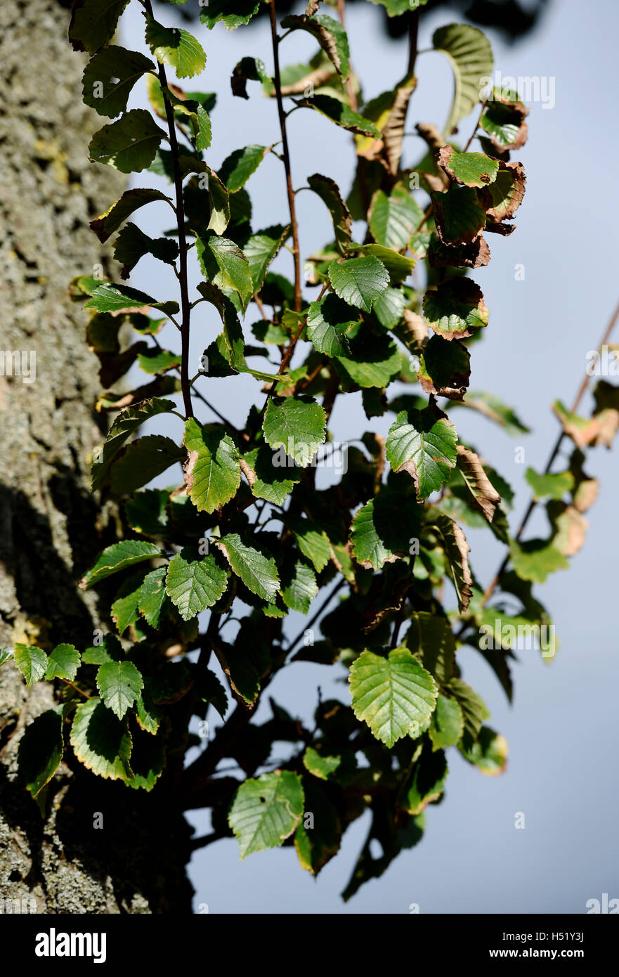 English Elm tree ( Ulmus minor ) in Queens Park Brighton Stock Photo ...