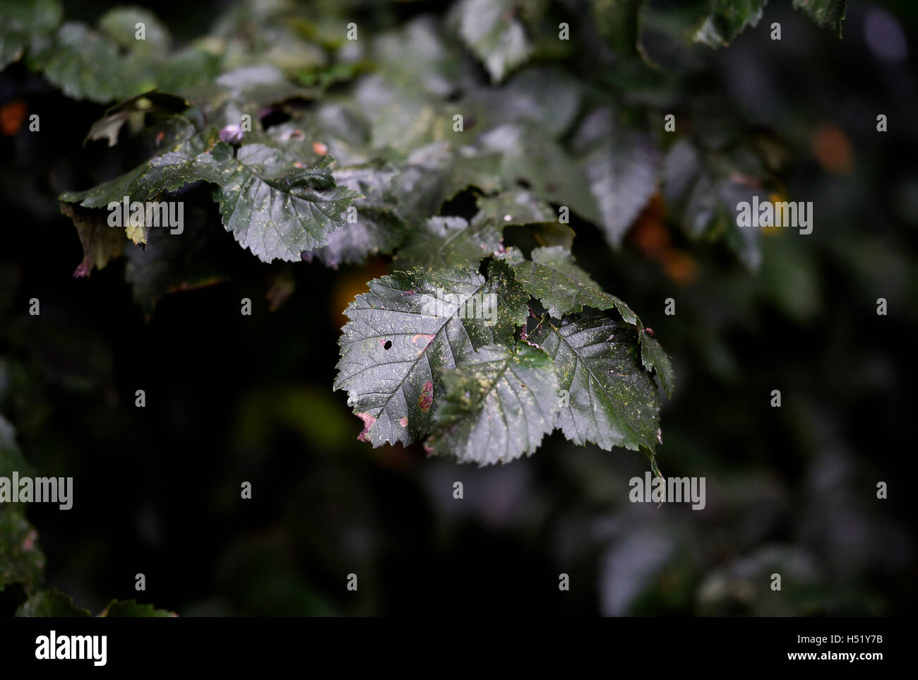 Dutch Elm Disease Uk High Resolution Stock Photography and Images - Alamy
