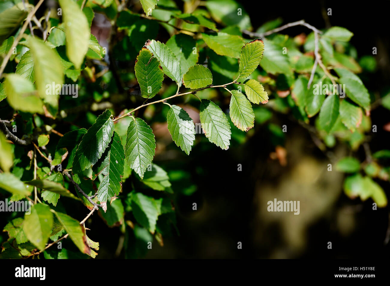 Dutch Elm Disease Uk High Resolution Stock Photography and Images - Alamy