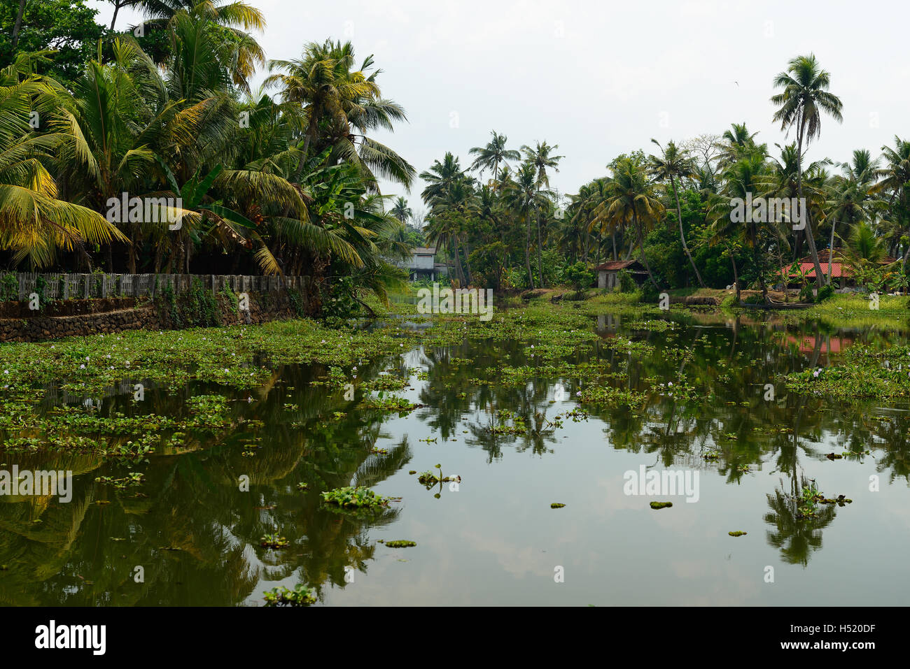 India, Coco trees reflection and beautifoull house boat at back waters ...