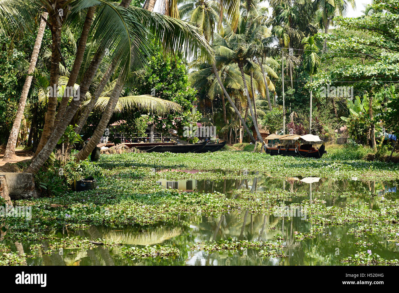 India, Coco trees reflection and beautifoull house boat at back waters ...