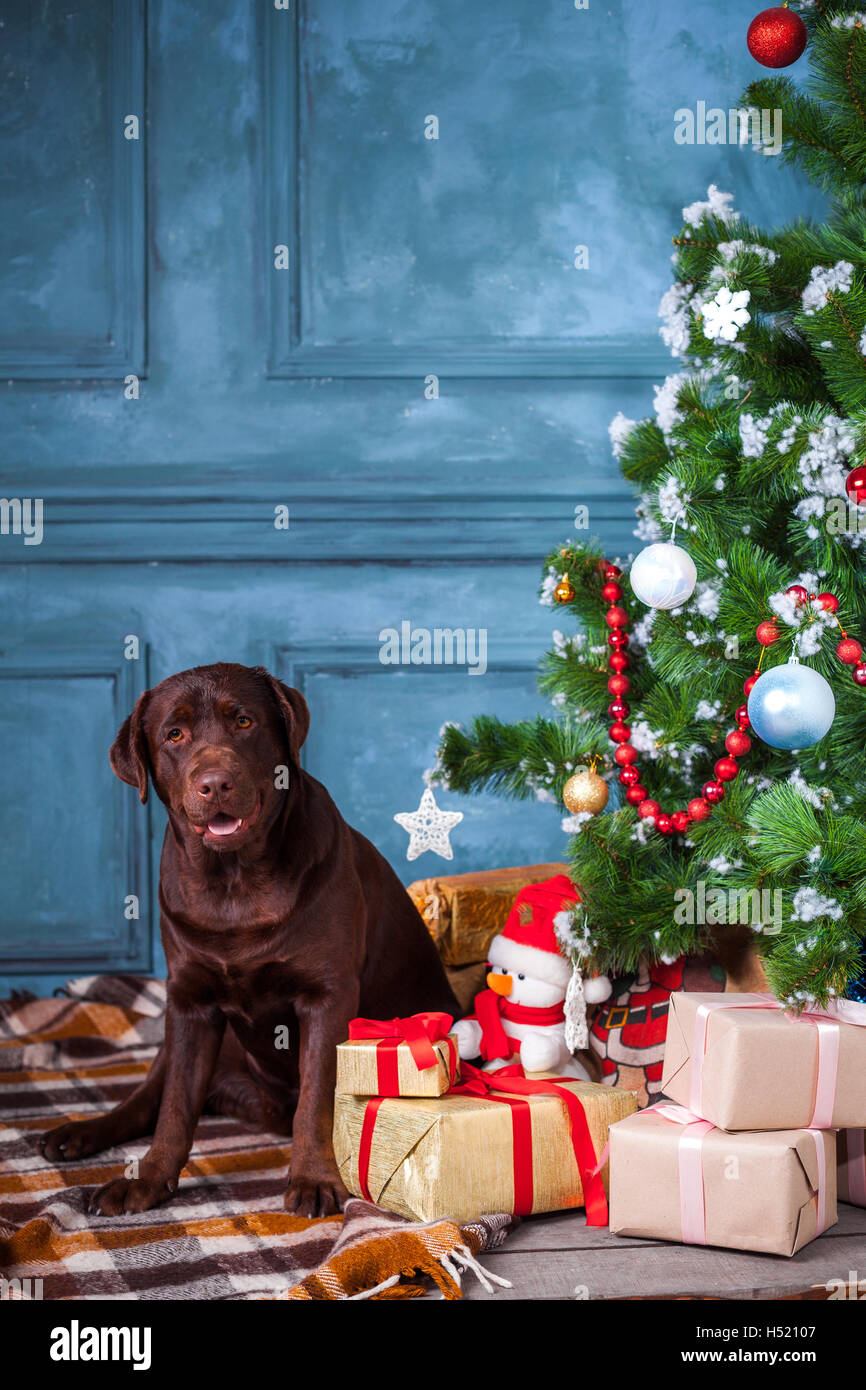 black labrador retriever sitting with gifts on Christmas decorations ...