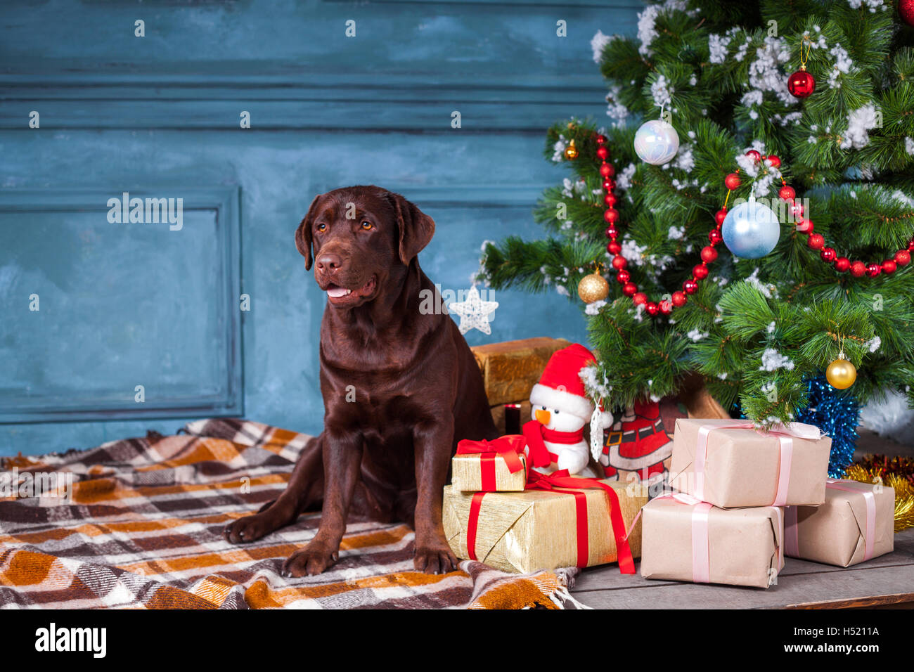 black labrador retriever sitting with gifts on Christmas decorations ...