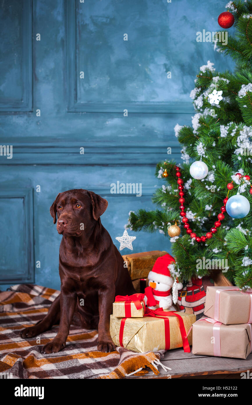 black labrador retriever sitting with gifts on Christmas decorations ...