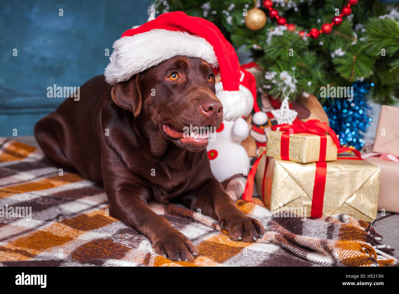 black labrador retriever wearing as Santa sitting with gifts on ...