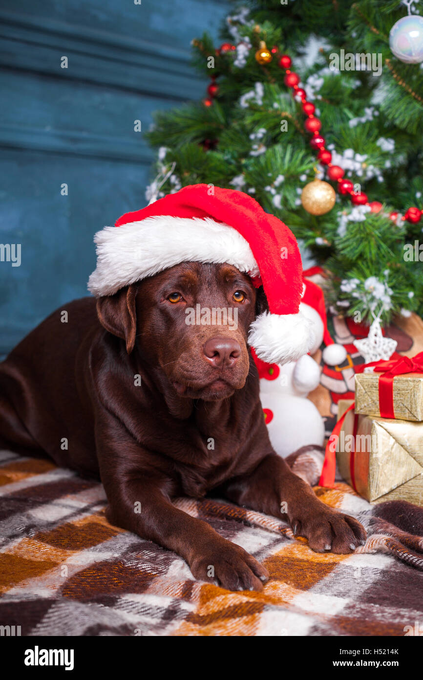 black labrador retriever wearing as Santa sitting with gifts on ...