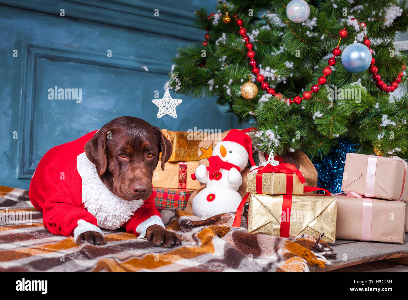 black labrador retriever wearing as Santa sitting with gifts on ...