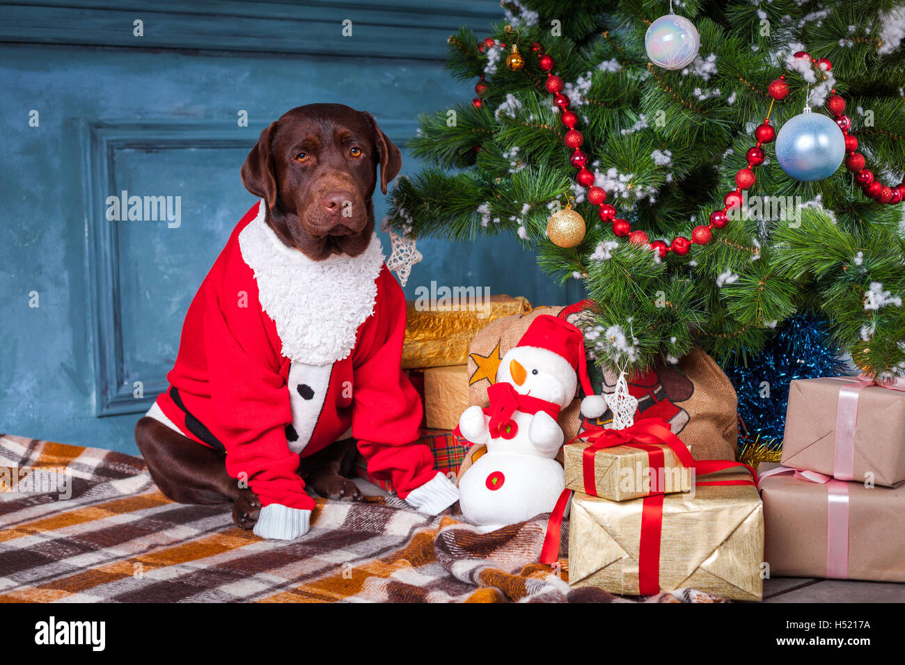 black labrador retriever wearing as Santa sitting with gifts on ...