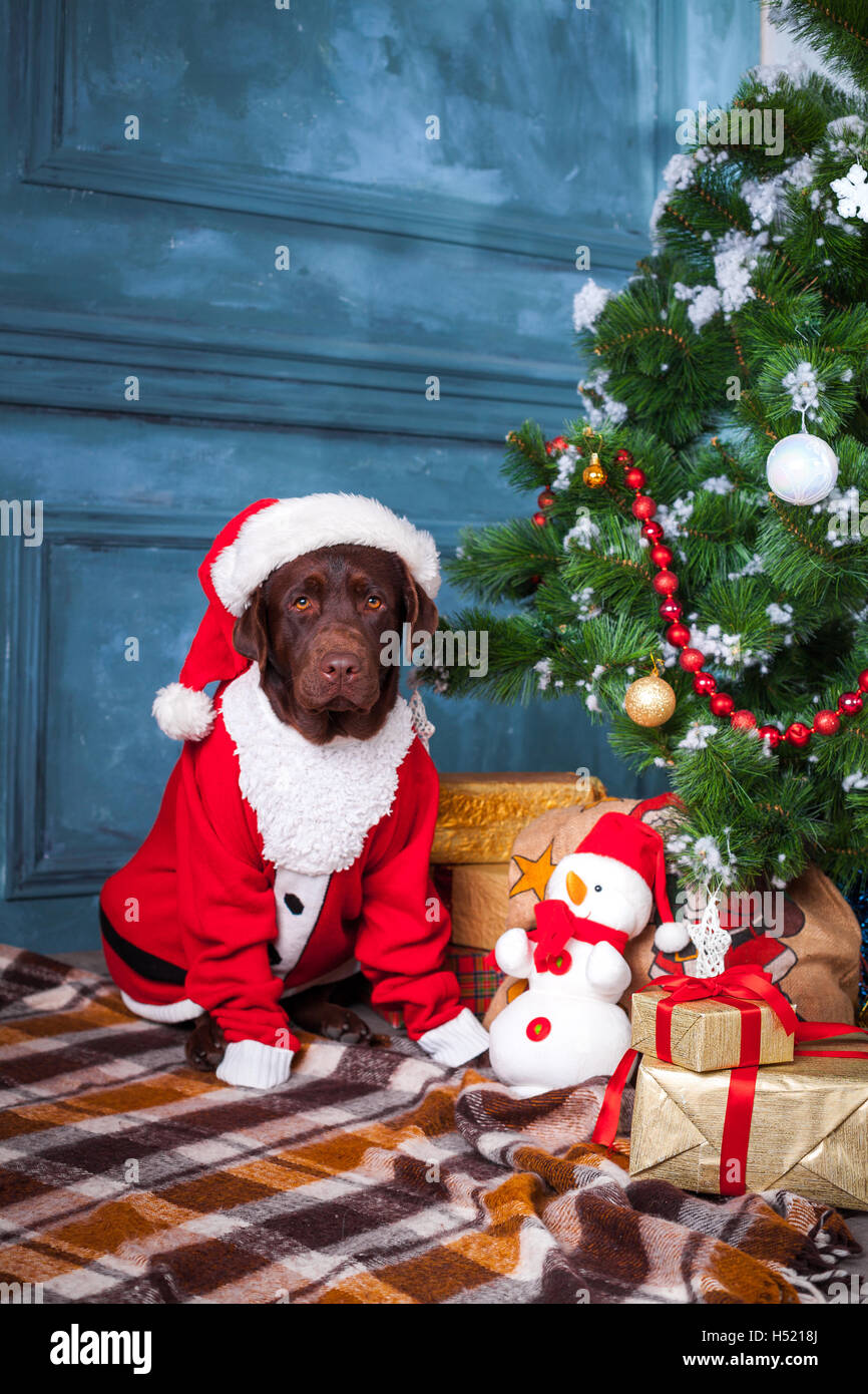 black labrador retriever wearing as Santa sitting with gifts on ...