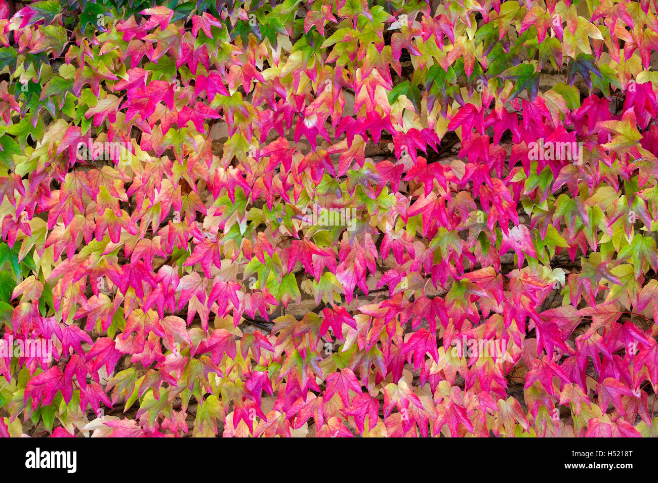 Parthenocissus tricuspidata hi-res stock photography and images - Alamy