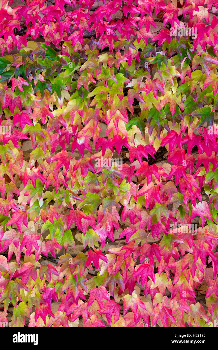 Parthenocissus tricuspidata. Boston Ivy / Japanese Creeper in autumn ...