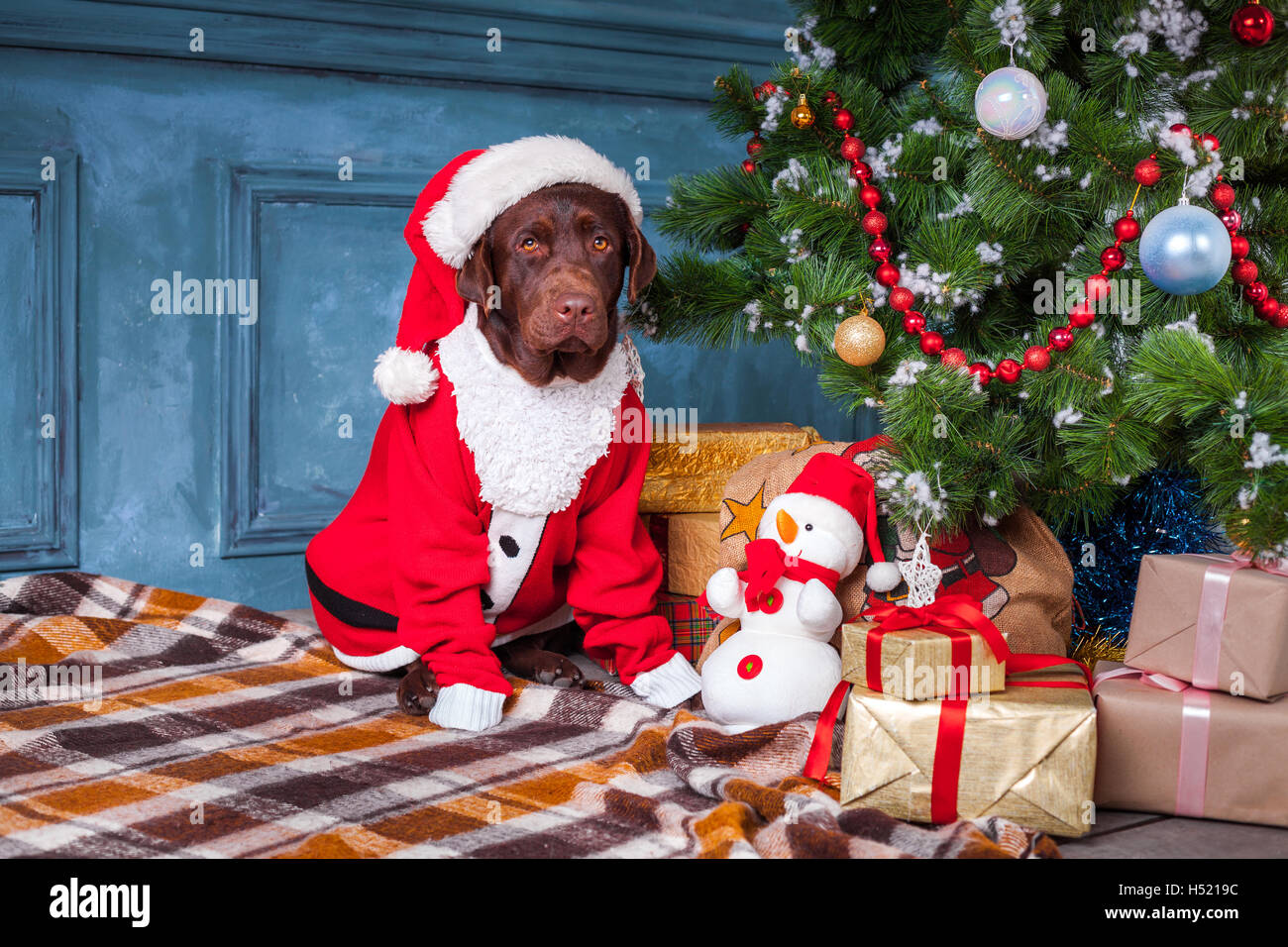 black labrador retriever wearing as Santa sitting with gifts on ...